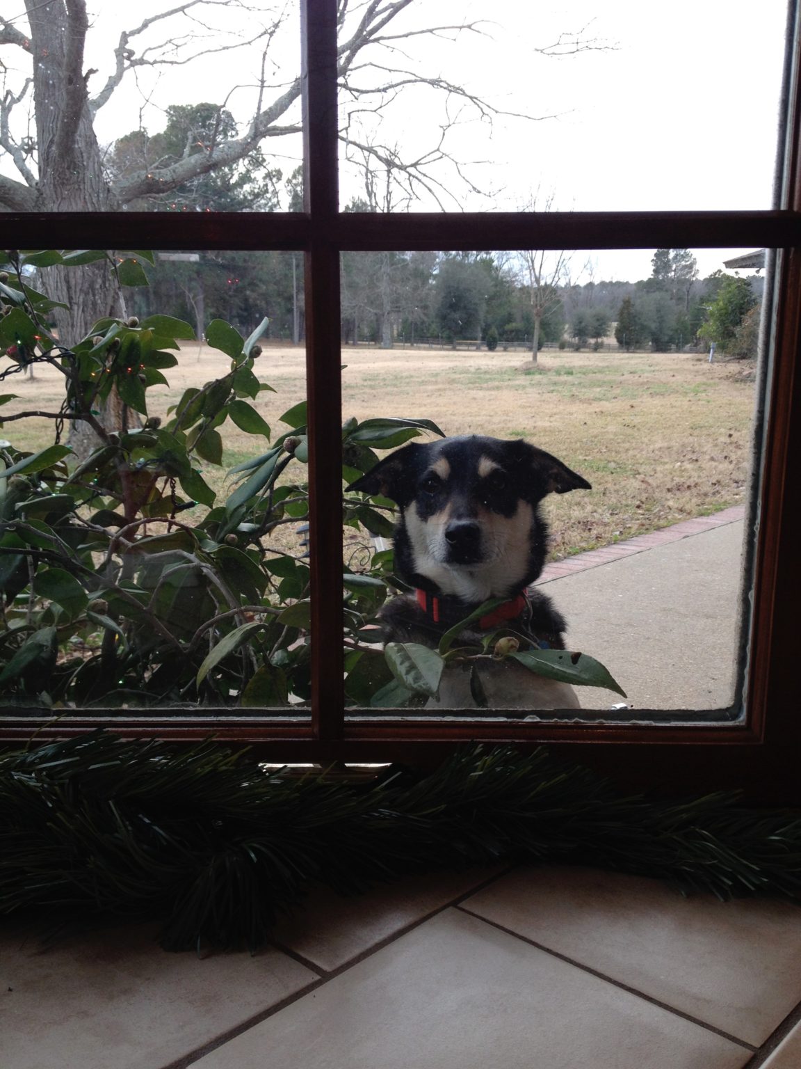 Soli Deo Gloria – Beth Anne Rankin